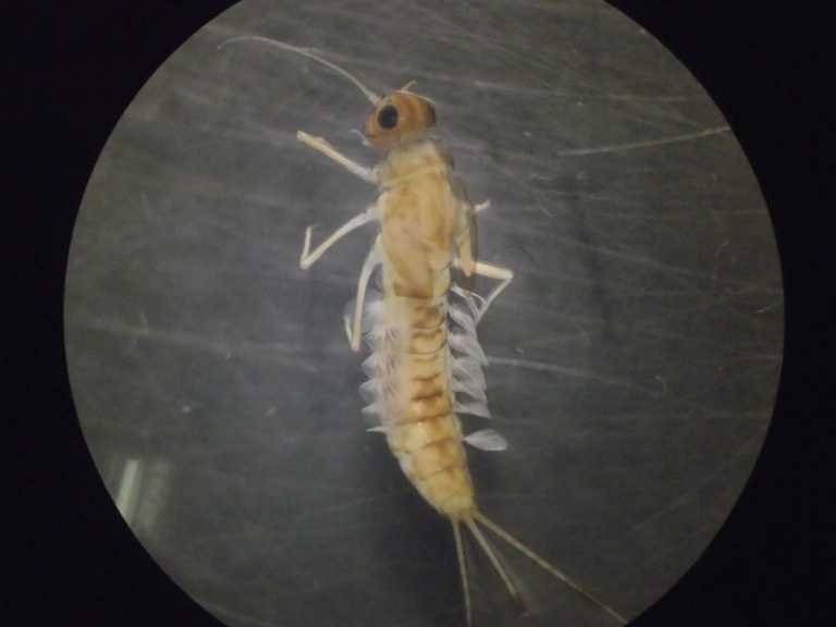 Estudio monitorea insectos acuáticos como centinelas de la calidad del ...